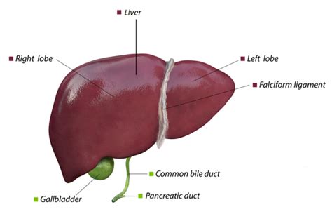 Gallbladder Pain Location Diagram