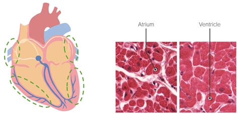 Tejido Muscular Histolog A Concise Medical Knowledge