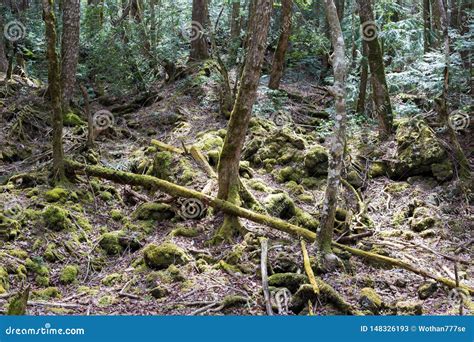 Floresta Do Suic Dio Imagem De Stock Imagem De Destino 148326193