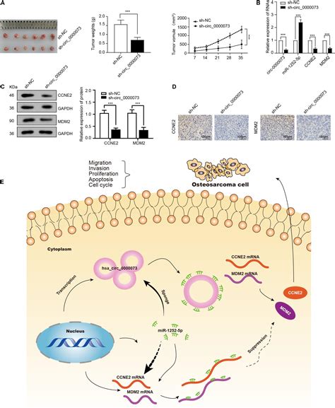 Frontiers Circular Rna Hsa Circ Enhances Osteosarcoma Cells