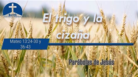 Parábola del trigo y la cizaña Berith