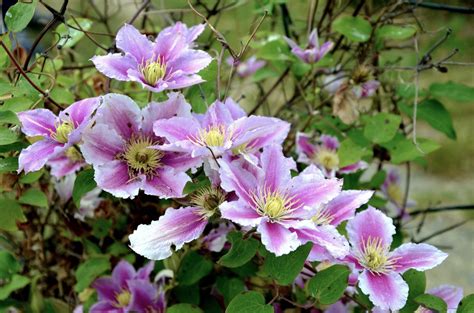 Images Gratuites La Nature Fleur Floraison Botanique Grimpeur