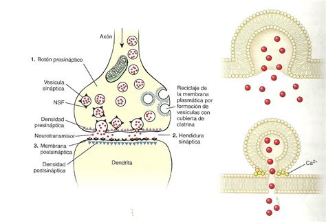 Neuronas Sinapsis