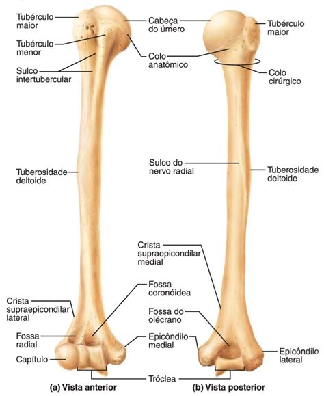 Anatomia Do úmero Quiz 60 OFF elevate in