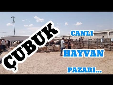 ÇUBUK CANLI HAYVAN PAZARI BÖLÜM 1 Küçükbaş ve Büyükbaş Fiyatları