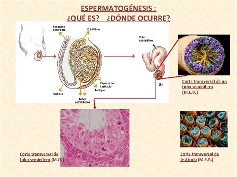 ESPERMATOGNESIS GAMETOS HUMANOS Qu Es Un Gameto Cules