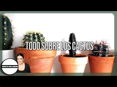 Tipos y nombres de cáctus todo lo que necesitas saber Cáctus Cuidados
