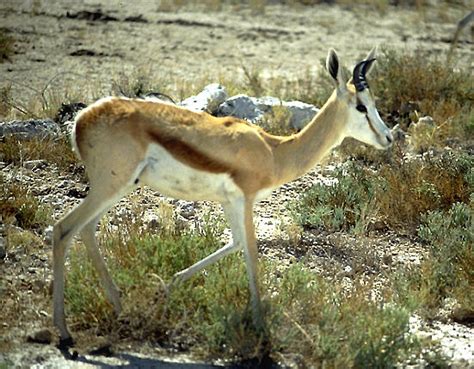 Afrika Online Etosha Springbock Antidorcas Marsupialis Springbok