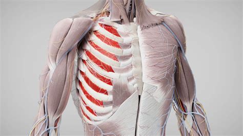 Intercostales Externi
