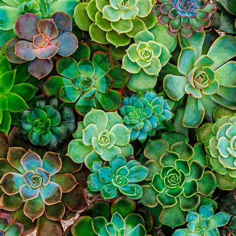 Las plantas suculentas características cuidados y formas de