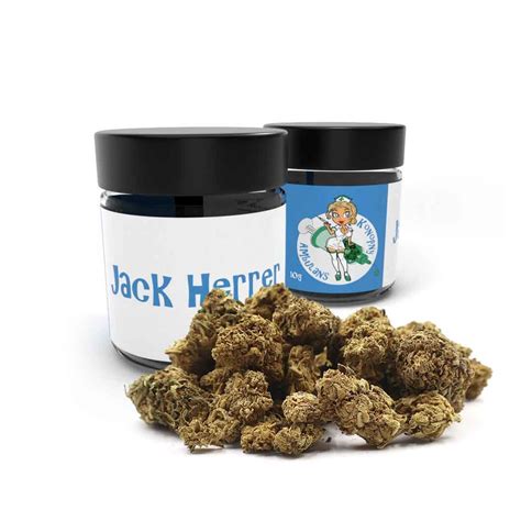 10g Susz CBD Konopny Jack Herrer THC MOCNY 13780410434 Oficjalne