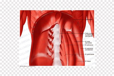 Thorax Subcostalis Muscle Iliopsoas Abdomen Text Anatomy Png Pngegg