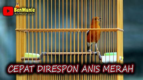 Pancingan Anis Merah Gacor Ngeplong Langsung Direspon Anis Merah Youtube