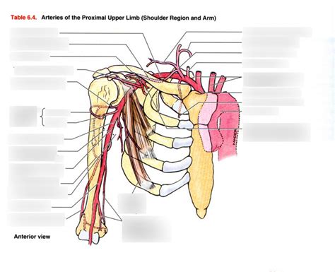Gross Anatomy Arteries Of The Upper Limb Shoulder And Arm Diagram