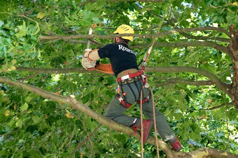 Dans quels cas recourir à la taille sévère des arbres Tout sur l