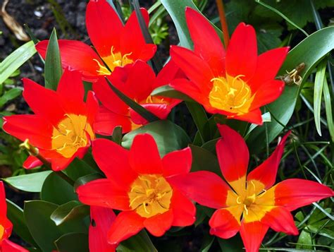 Zwergtulpen Bl Ten Stempel Kostenloses Foto Auf Pixabay Pixabay