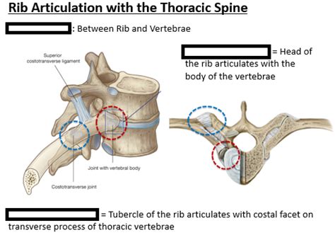 Diagram Of Rib Articulation With Thoracic Spine Quizlet