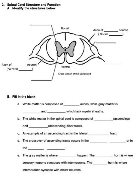 Spinal Cord Structure And Function Aidentify The Structures Below