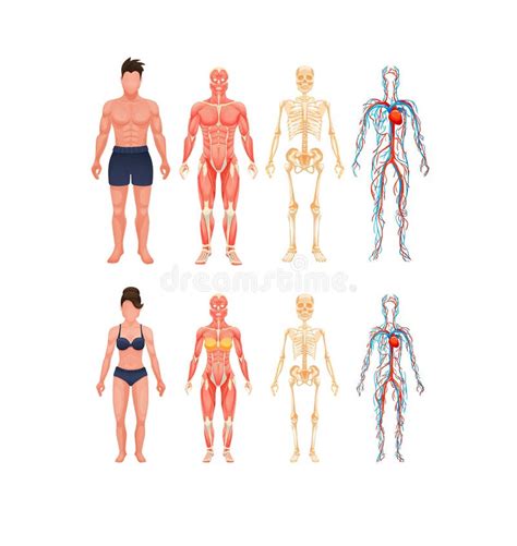 Anatomie Van Het Menselijk Lichaam Infografisch Van De Structuur Van