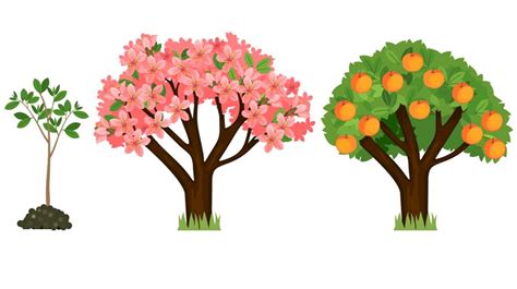 Top 12 à des arbres fruitiers à croissance rapide pour votre jardin