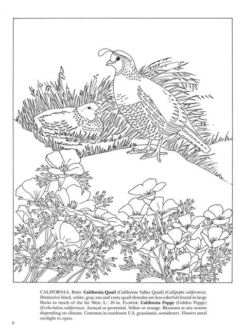 State Birds And Flowers Coloring Book Adult Coloring Books Coloring