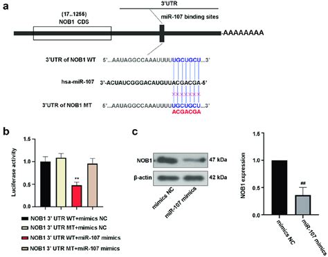 NOB1 Was A Target Gene Of MiR 107 A MiR 107 Target Site In The NOB1