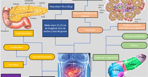 Blog de Fisiología Médica UAS de Daniel Pérez Mapa Mental PANCREAS