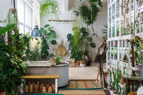 Créer un jardin d hiver en appartement sélection de plantes adaptées
