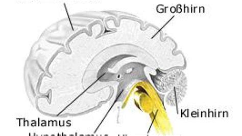 Kleinhirn Anatomie Lexikon Gesundheit De