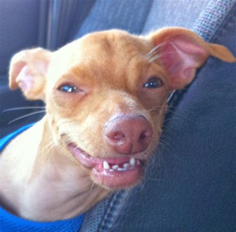 Fauna Urbana Villa María Tuna el perro más agraciado de Internet
