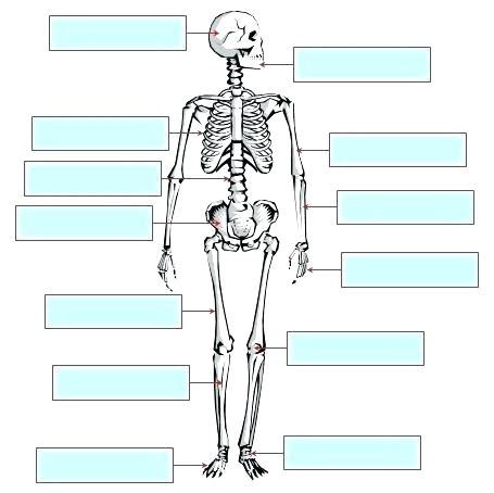 Bone Labeling Worksheets