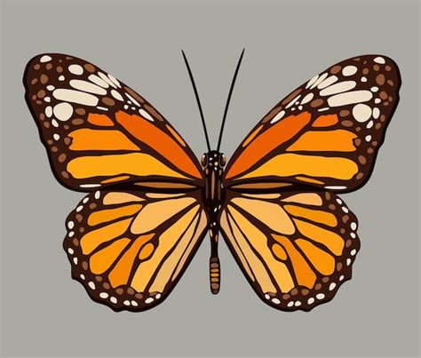 Ilustraci N De Vector De Mariposa Monarca Aislado Sobre Fondo Gris