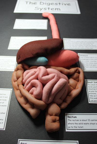30 Ideas De Tablero Aparato Digestivo Sistema Digestivo Maqueta Del