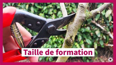 La Taille De Formation Des Arbres Fruitiers En Axe Vertical YouTube