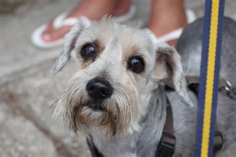 La Jornada Maya Quintana Roo La Jornada Maya Perritos Esperan