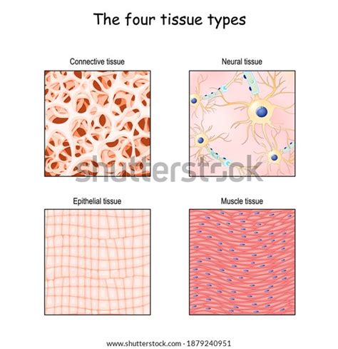 Muscle Type Images Search Images On Everypixel