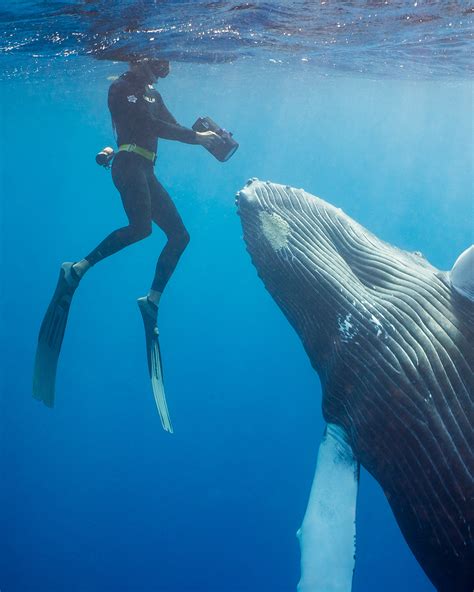 Hope For Humpbacks Exhibits