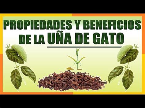 Uña de Gato Propiedades y Beneficios YouTube