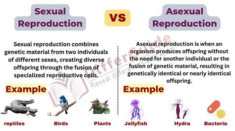 Difference Between Sexual Reproduction And Asexual Reproduction