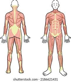 Full Body Anatomy Posterior And Anterior View Images Stock Photos