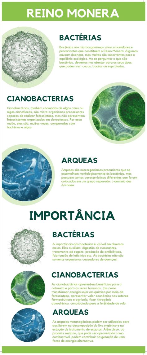 Mapas Mentais Sobre Reino Monera Study Maps