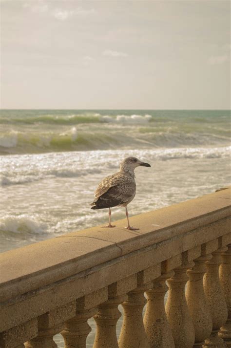 Is Livorno Italy Worth Visiting What You Need To Know 2024