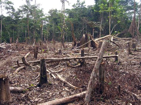 Deforestación incrementó 44 en 2016 360 Radio