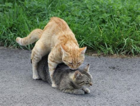 Two Cats Are Playing With Each Other On The Ground In Front Of Some