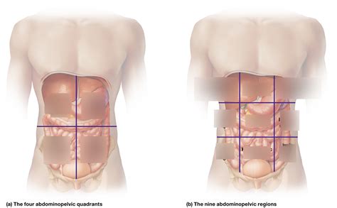 Regions Of The Abdominopelvic Cavity Diagram Quizlet
