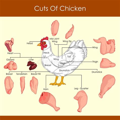 Chicken Meat Cuts Chart