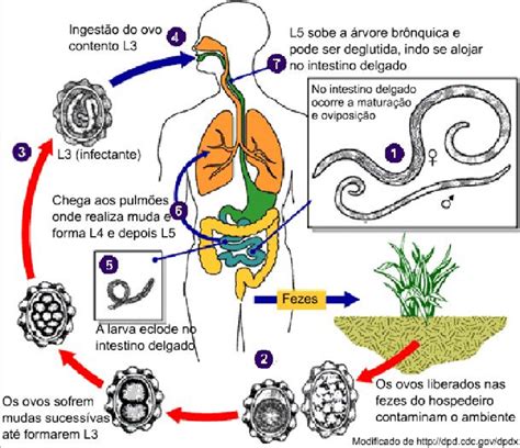 Ciclo De Ascaris Lumbricoides Porn Sex Picture