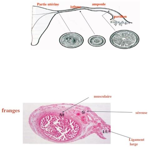 Histologie de lappareil génital féminin Cartes Quizlet