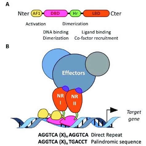 The Structure Of The Nuclear Receptors A NRs Consist Of Modular