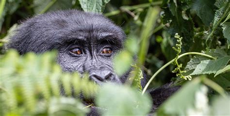 6 Days Rwanda Kayaking And Bwindi Gorilla Tour Rwanda Tours